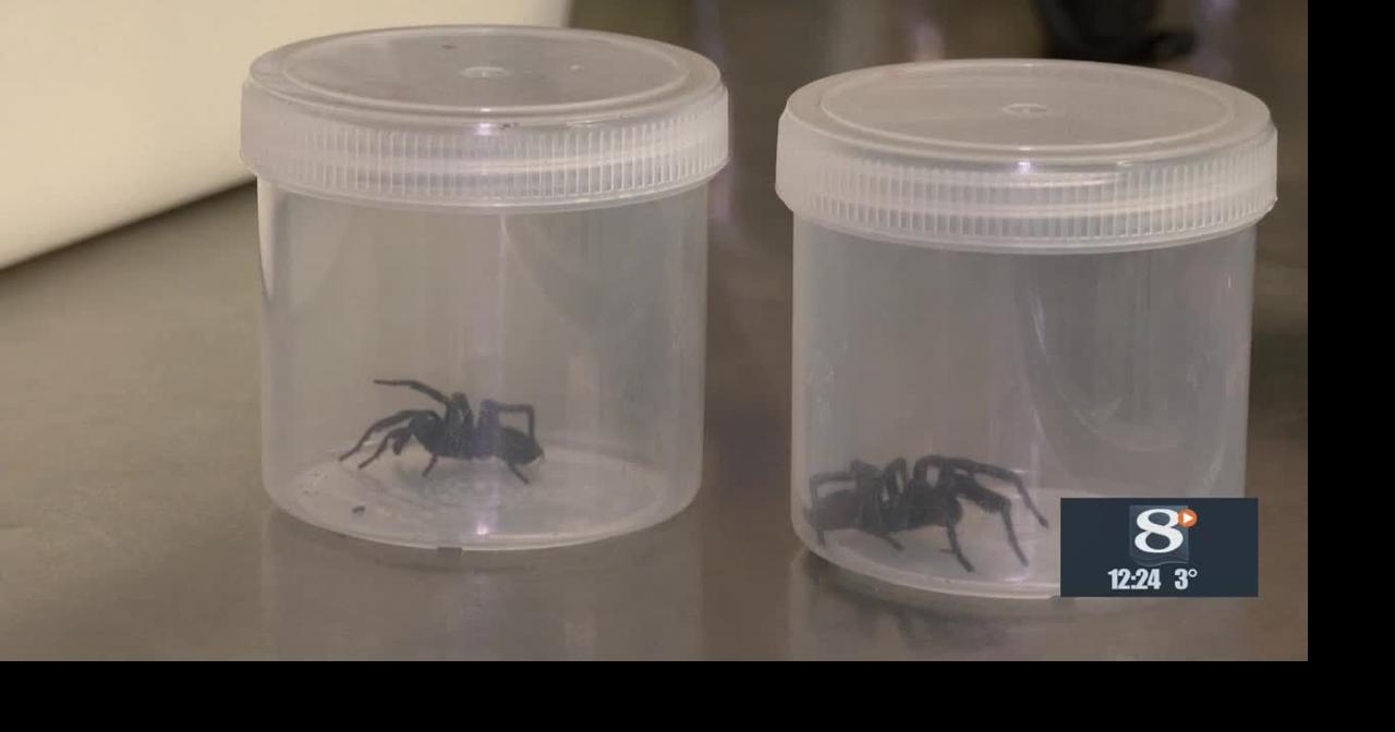 New super-sized spider | News | news8000.com