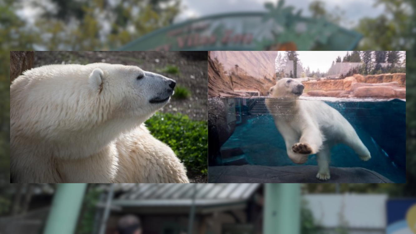 Henry Vilas Zoo to welcome new polar bear | Wisconsin News | news8000.com