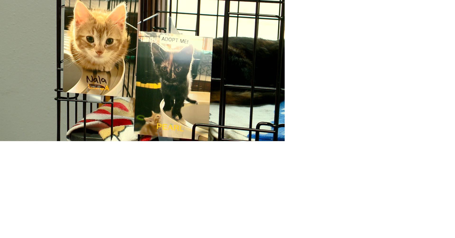 Matts Auto Repair Partners With Rileys Rescue To Find Kittens New