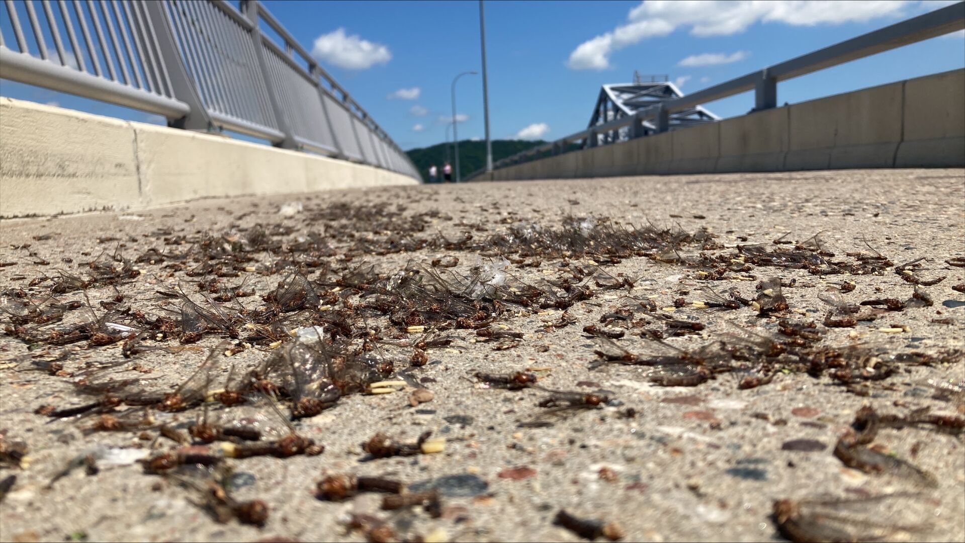 Winona Highway 43 bridge lights will be turned off during Mayfly ...