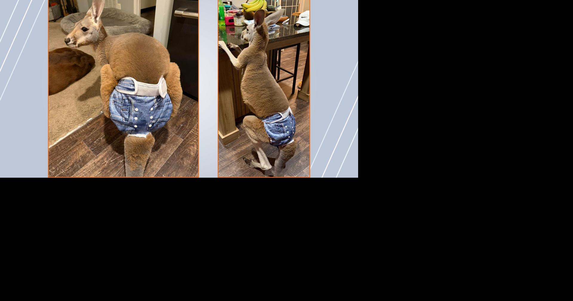 Escaped kangaroo found after multi-day search | Local News | news8000.com