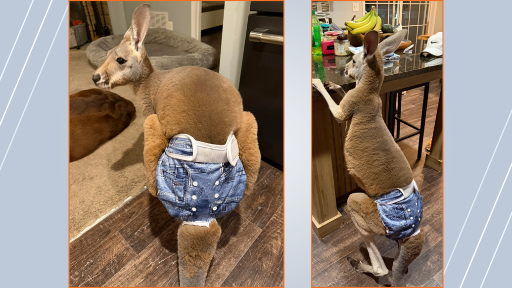 Escaped kangaroo found after multi-day search | Local News | news8000.com