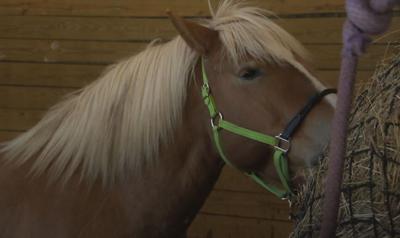 Adaptive horseback riding program fundraiser helping feed horses in the ...