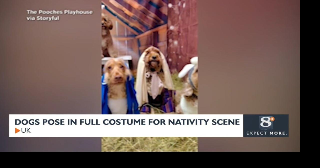 Dogs Pose In Full Costume For Nativity Scene | News | news8000.com