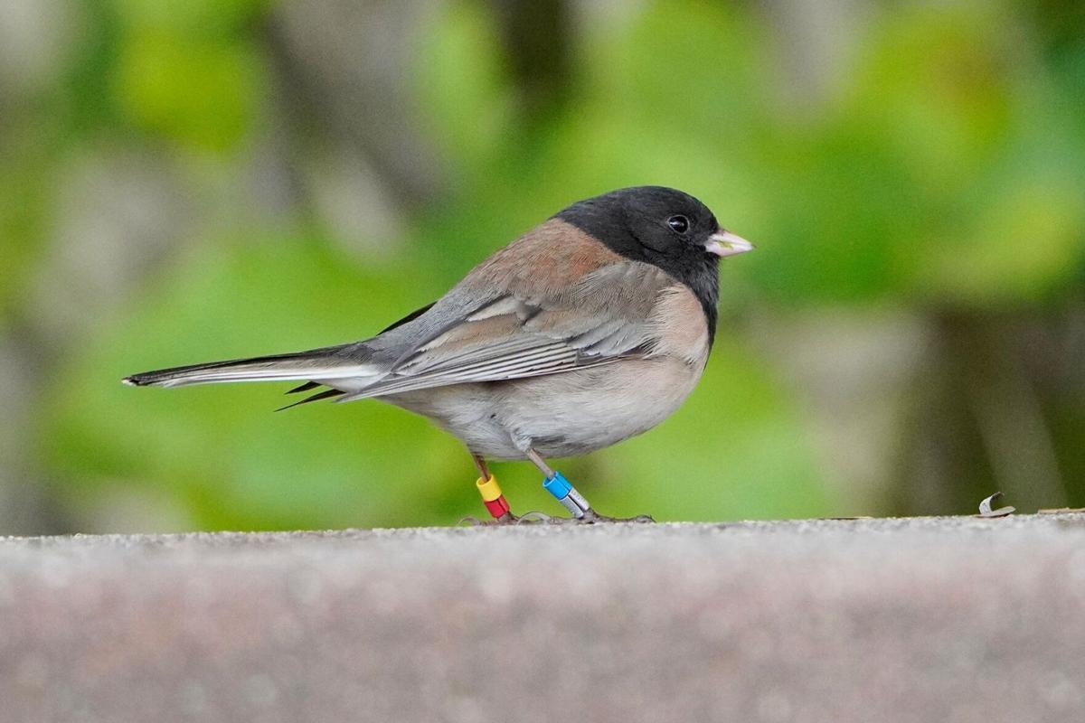 Birds at a college changed beak shapes during the pandemic. It might be ...