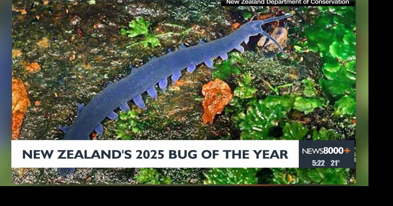 New Zealand announces 'bug of the year' | News | news8000.com