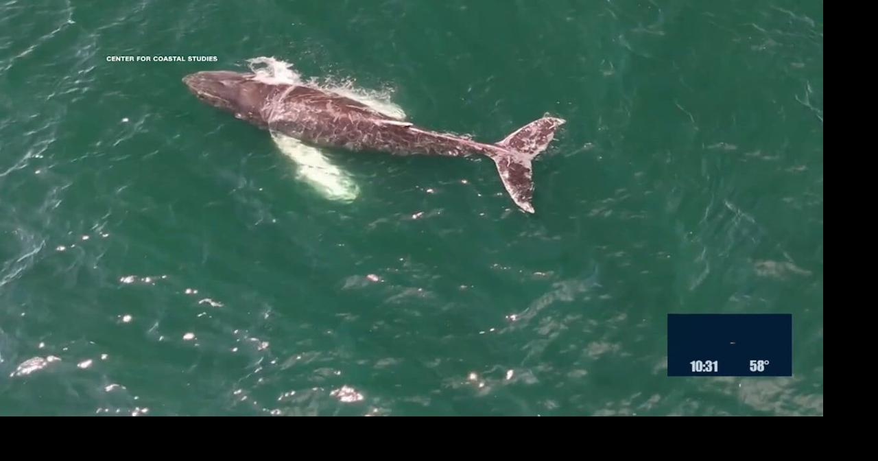 Whale rescued from fishing gear | News | news8000.com