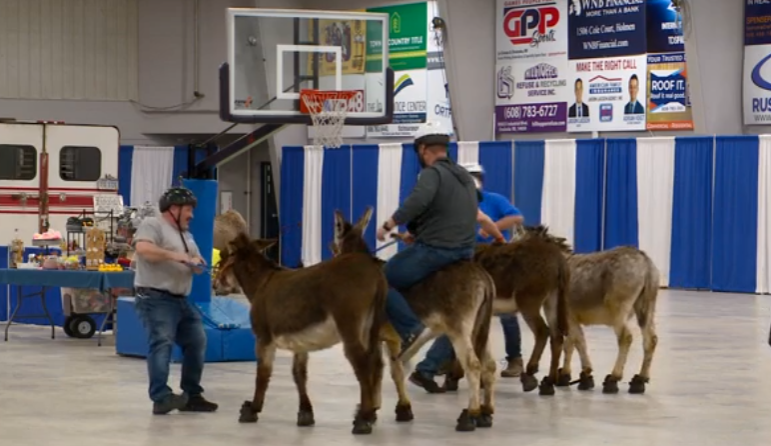 Donkey basketball scores again as fun way to raise money for all ...