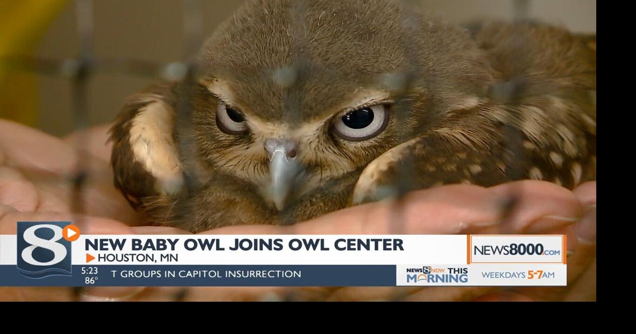 Endangered burrowing owl becomes newest resident of Houston ...