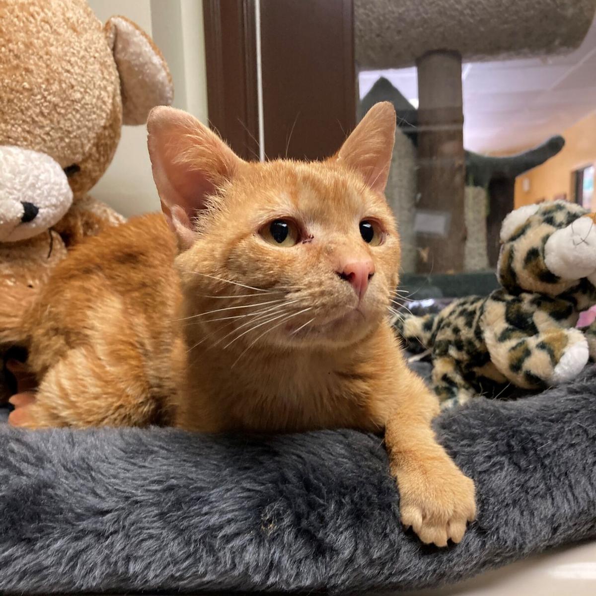 Cat of the week: Gordy