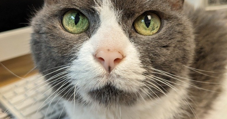 Cat of the week: Stormy