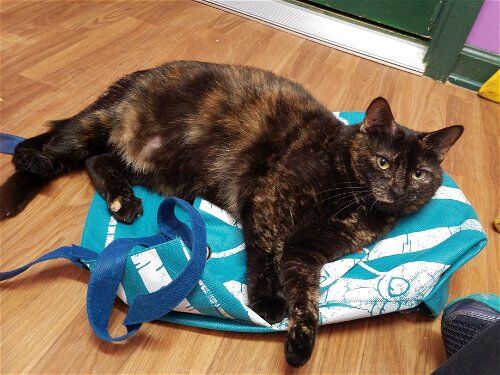 Cat of the week: Tammy