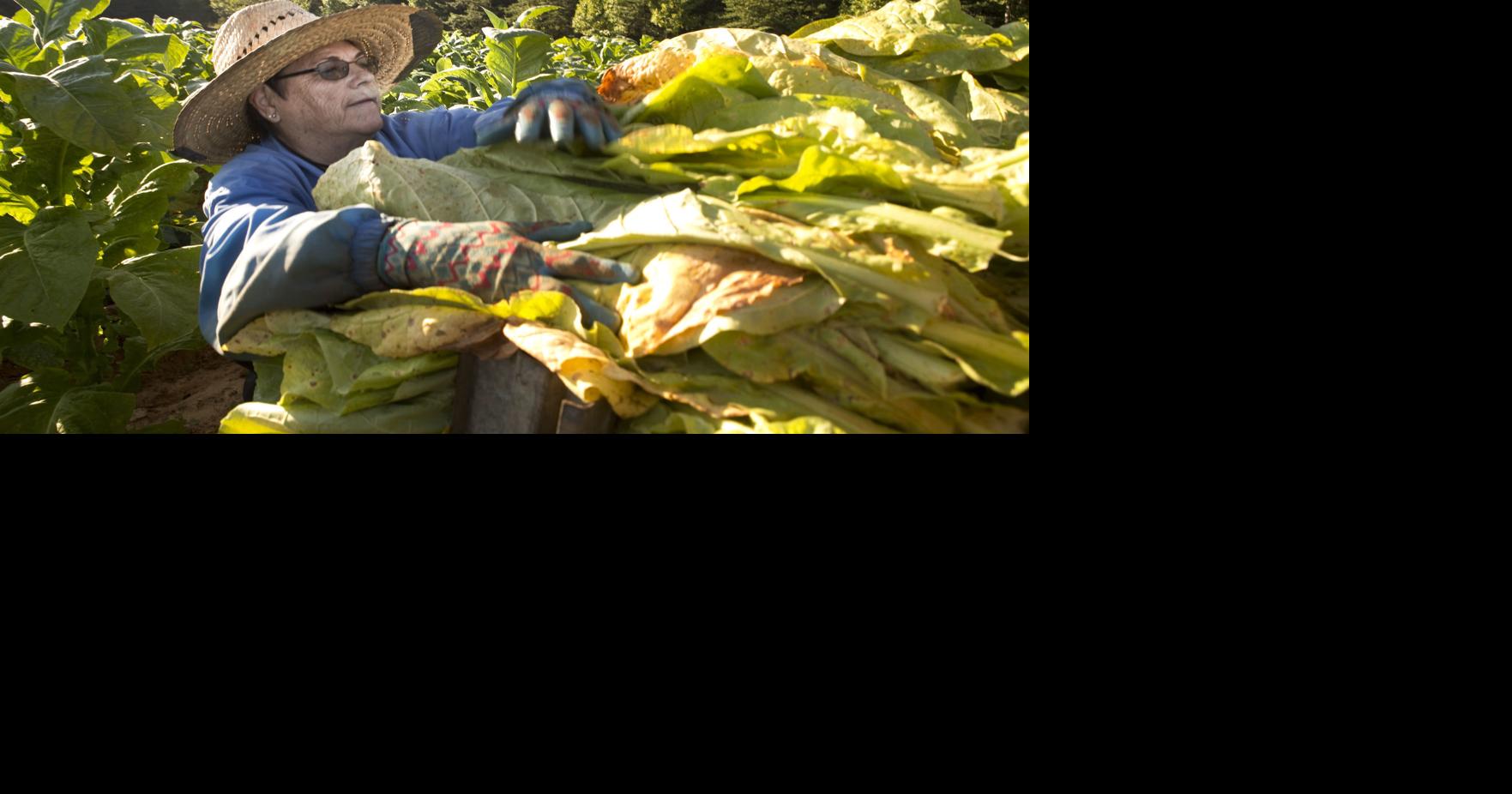 On Virginia tobacco farm, one more time to plant, one more time to harvest
