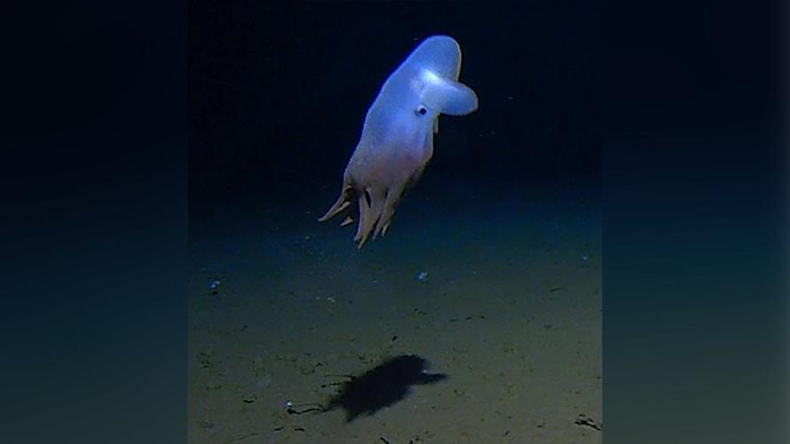 World's deepest octopus, complete with Dumbo ears, captured on film 4 ...
