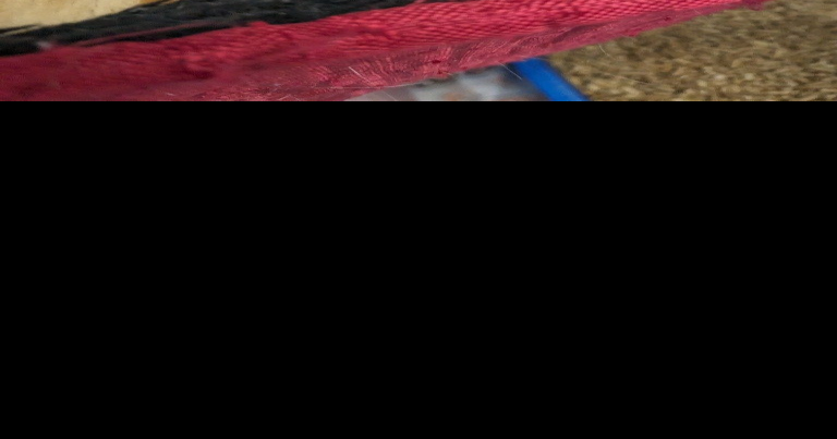 Cat of the week: Layla