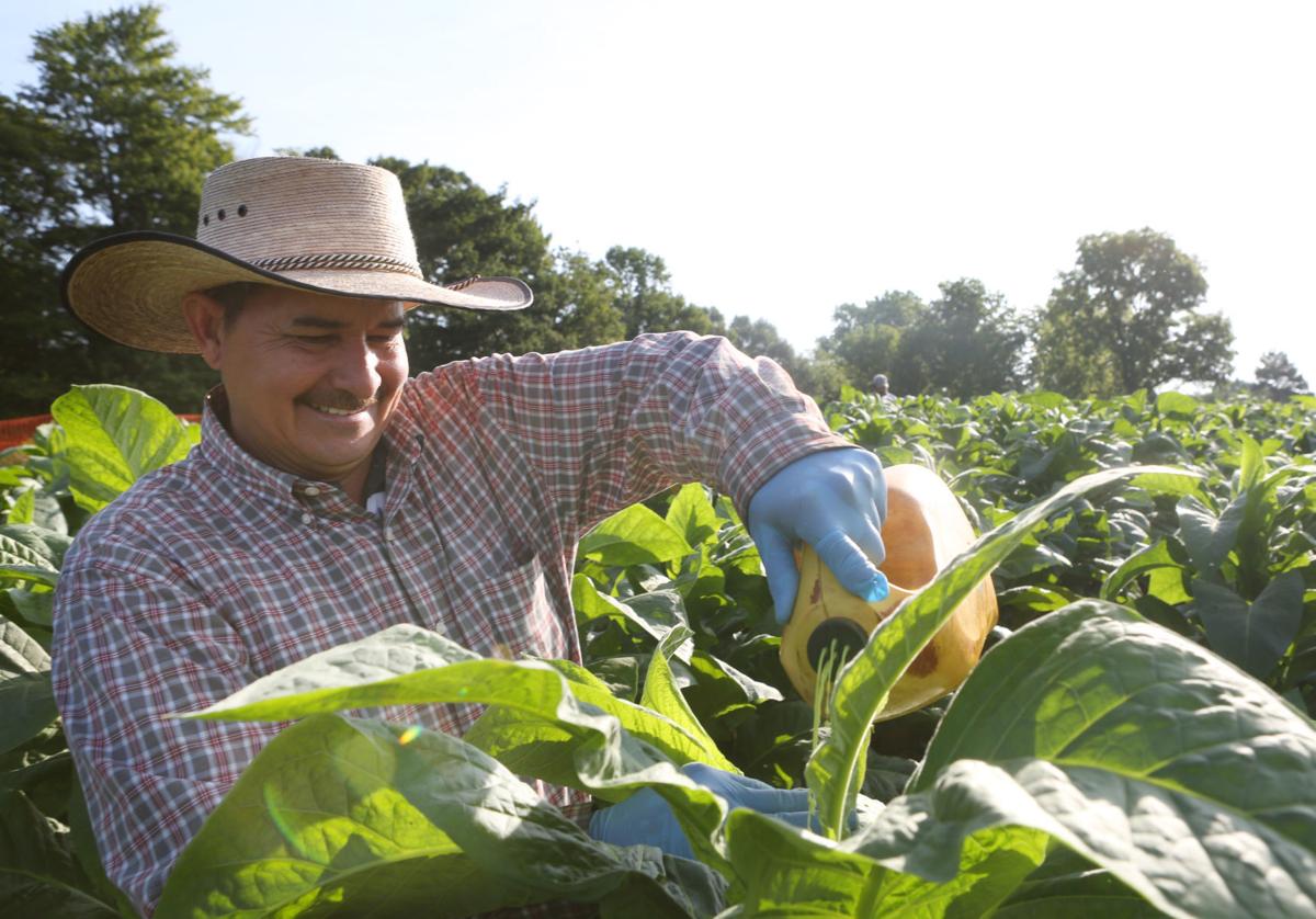 On Virginia tobacco farm, one more time to plant, one more time to harvest