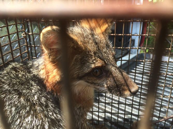 Distemper outbreak nears end, was responsible for more than 150 fox ...
