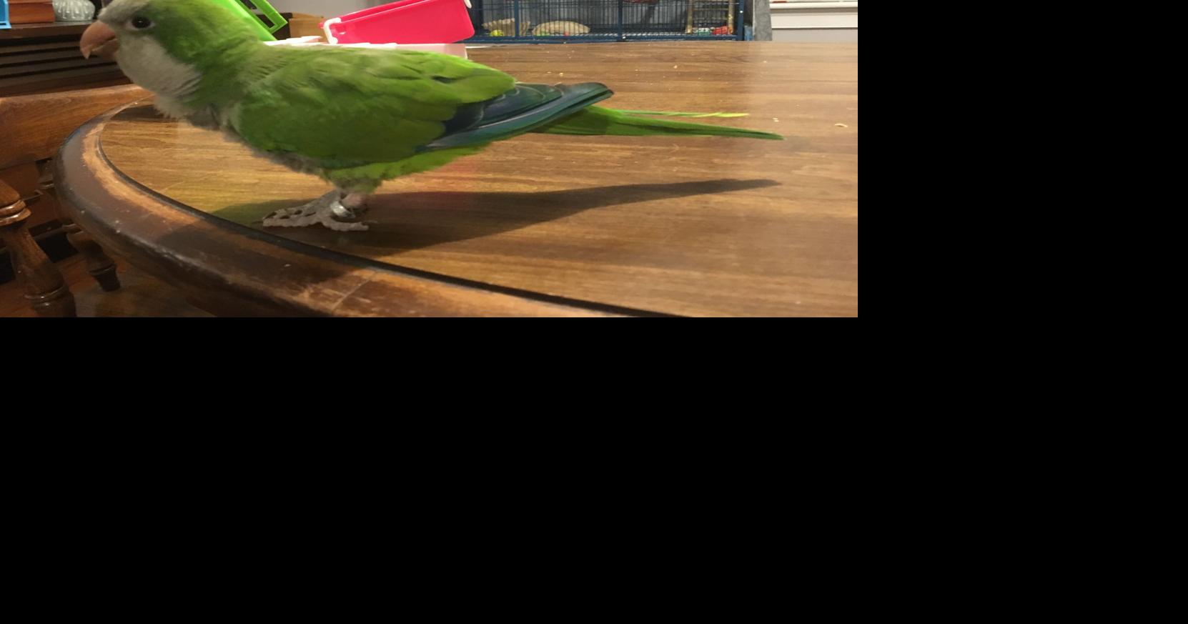 Simon the quaker parrot learns to love new diet, shower time