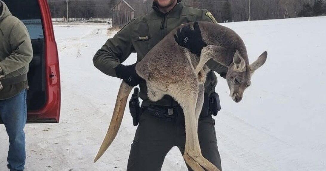 Injured kangaroo rescued on Nelson Co. with deputies help