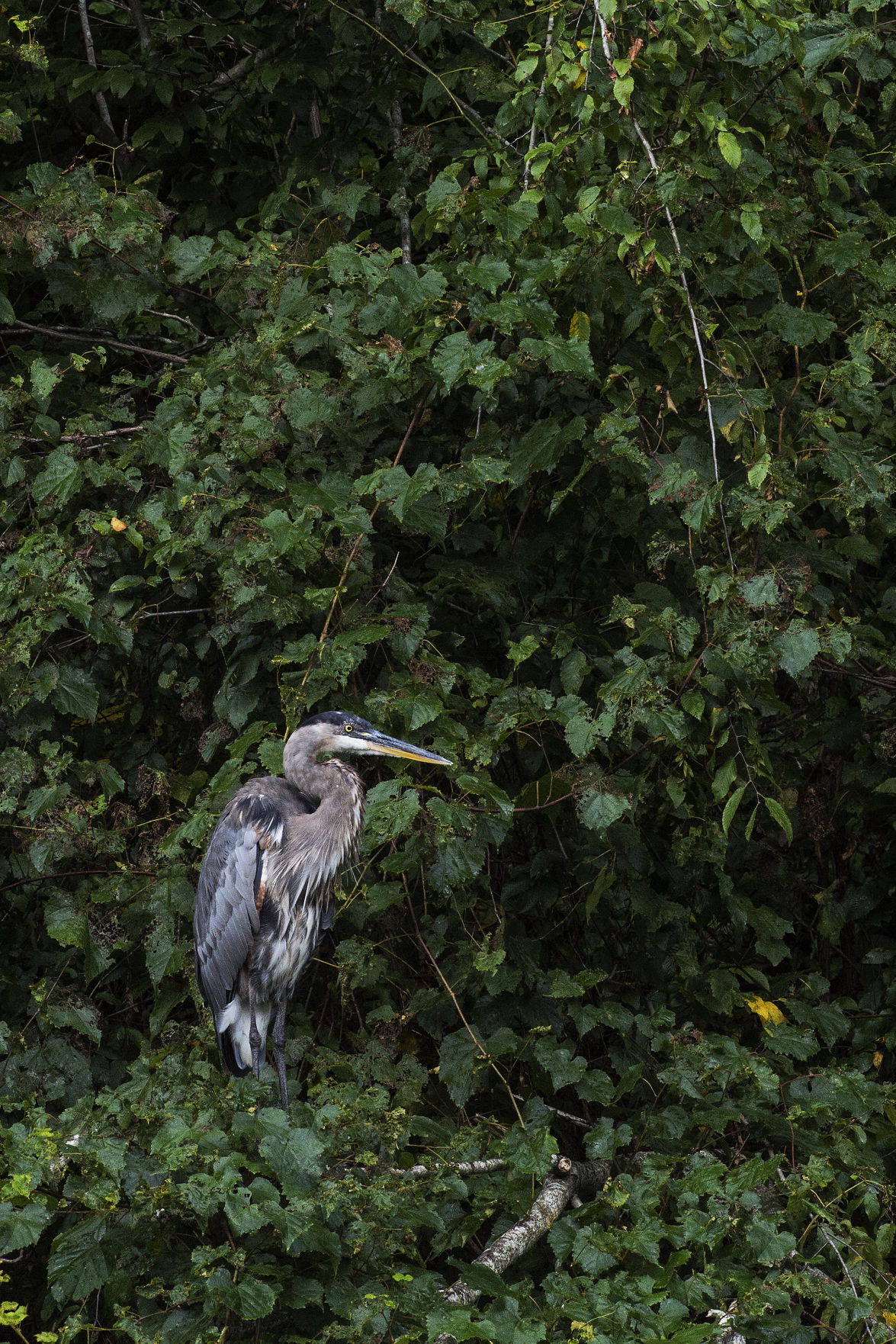 Photos: Heron visits Hollins Mill Park | Local News | newsadvance.com