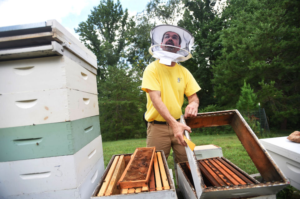 To fight decline, beekeepers building a better bee