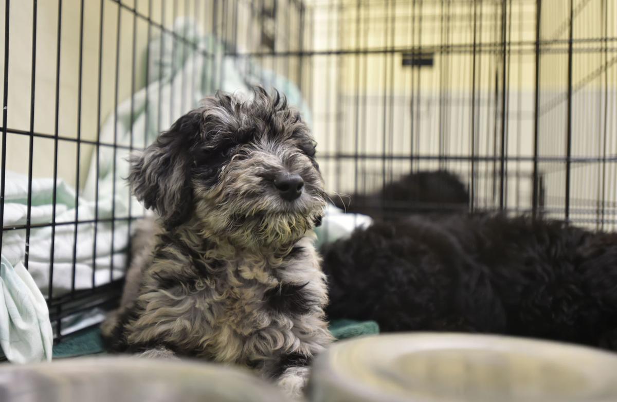 Rescue puppies swiftly destined for new homes
