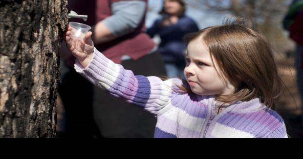 Maple-syrup class offers sweet, sticky schooling