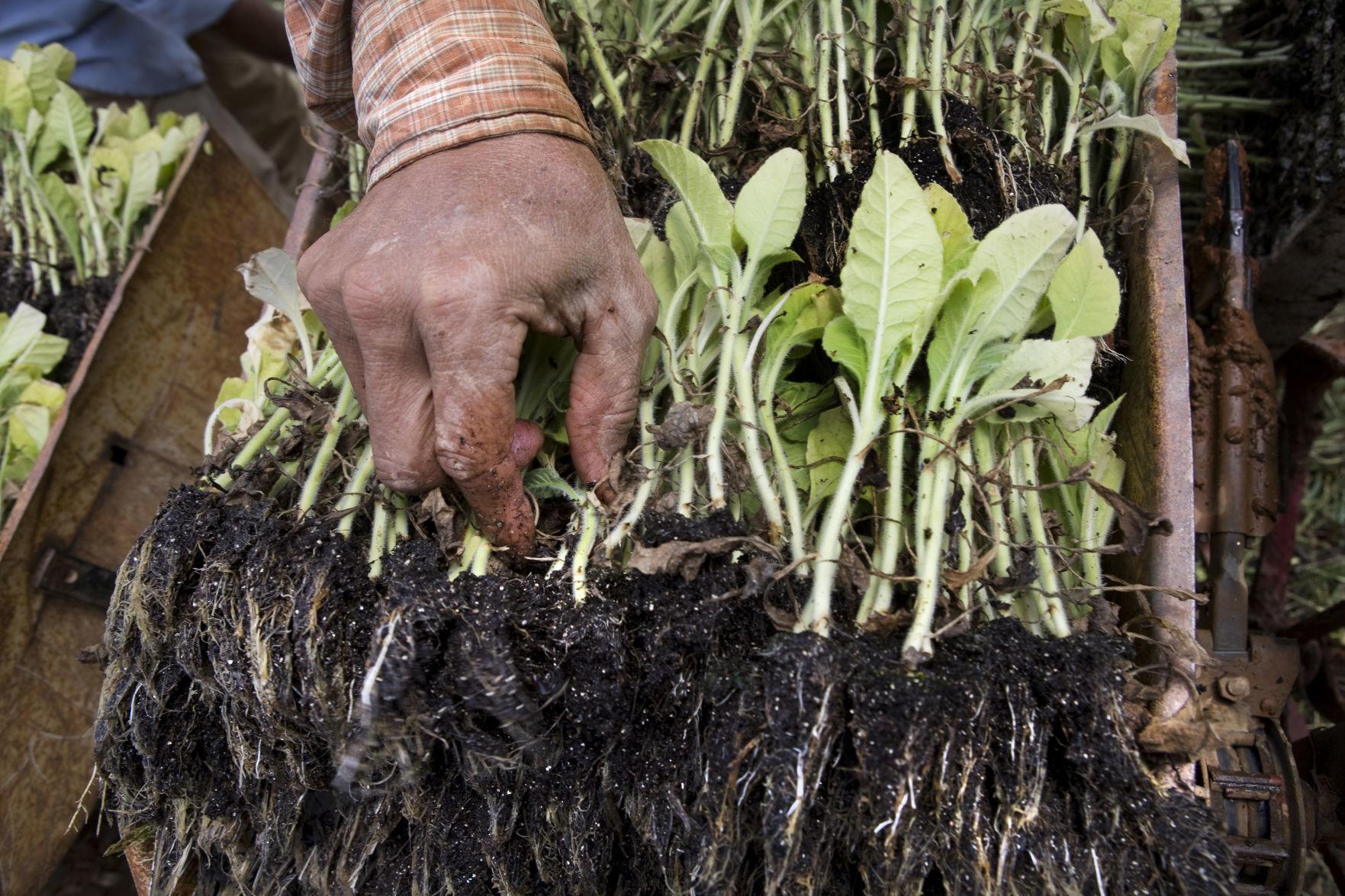 On Virginia tobacco farm, one more time to plant, one more time to harvest