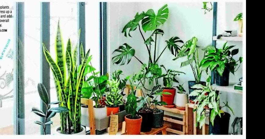Houseplants play role in interior design