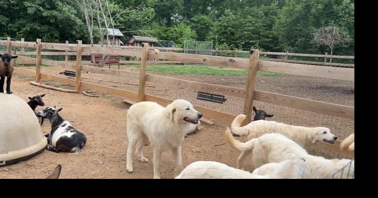 Farm raises guardian dogs, chickens, goats, alpacas