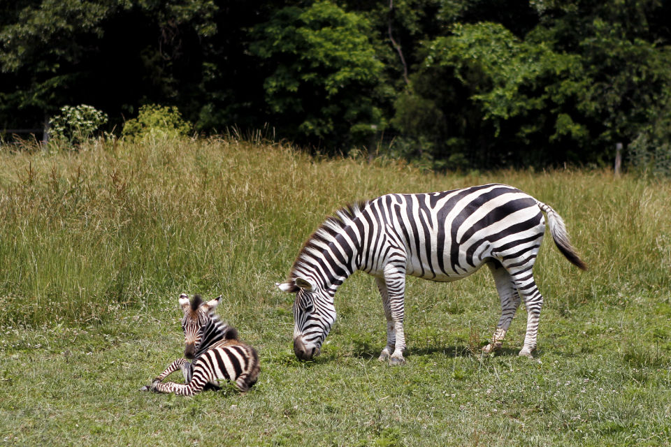PETA: Complaints filed against Virginia Safari Park, Natural Bridge Zoo