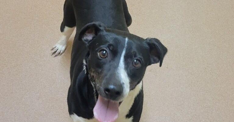 Dog of the week: Spidey