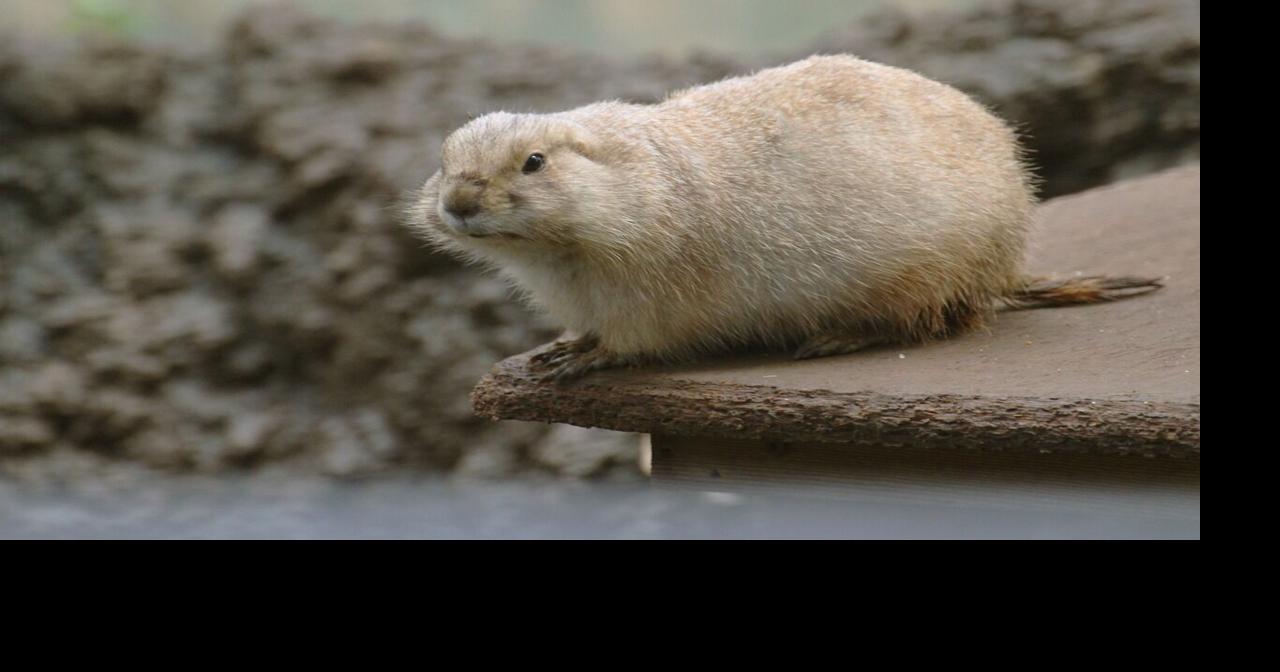 Rare white leucistic groundhogs spotted in Lynchburg