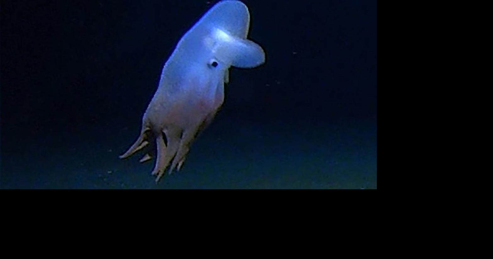 World's deepest octopus, complete with Dumbo ears, captured on film 4 ...
