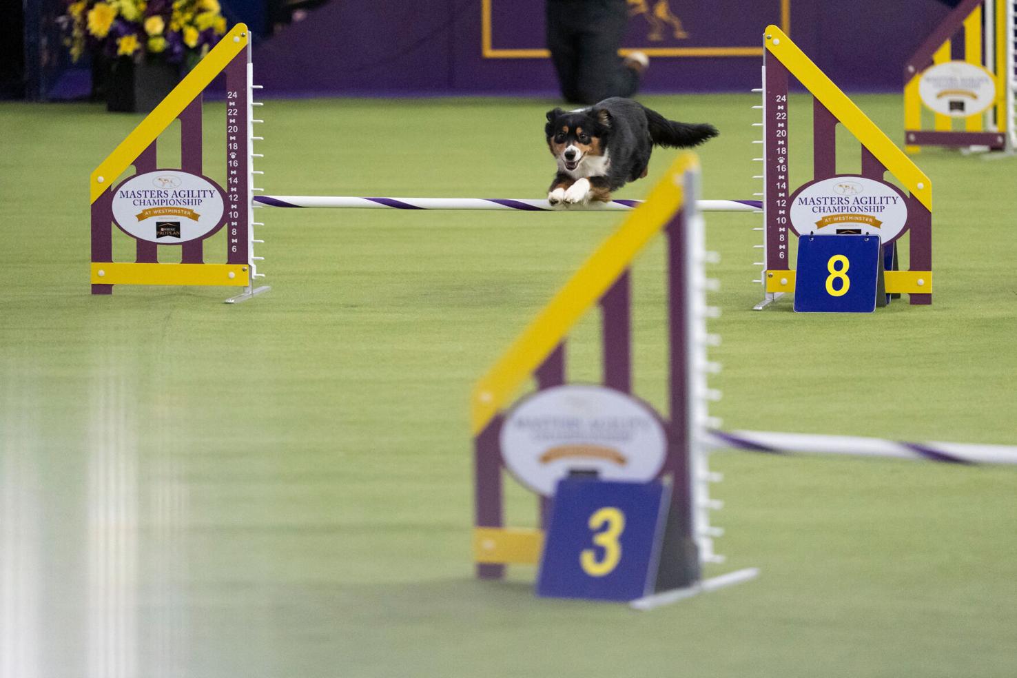 Inside Westminster’s agility competition at 150th dog show