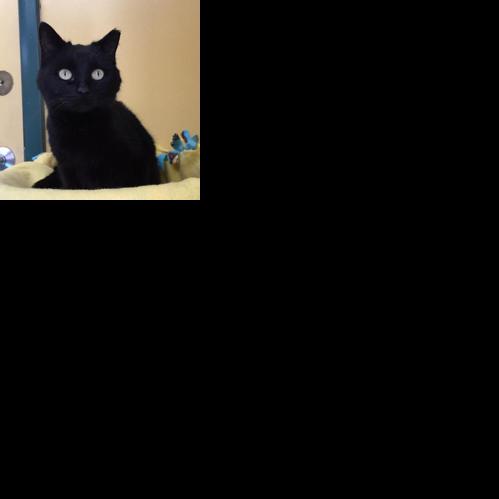 Nelson cat of the week: Alfalfa