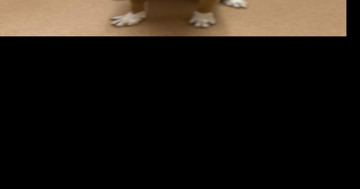 Dog of the week: Barley