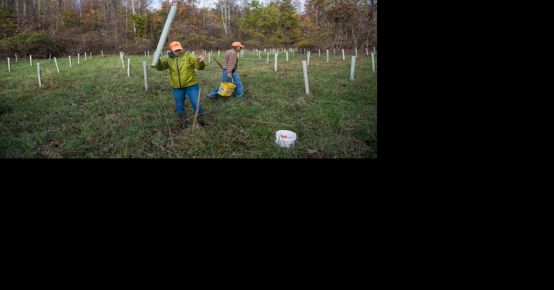 Tree buffer program provides stream protection