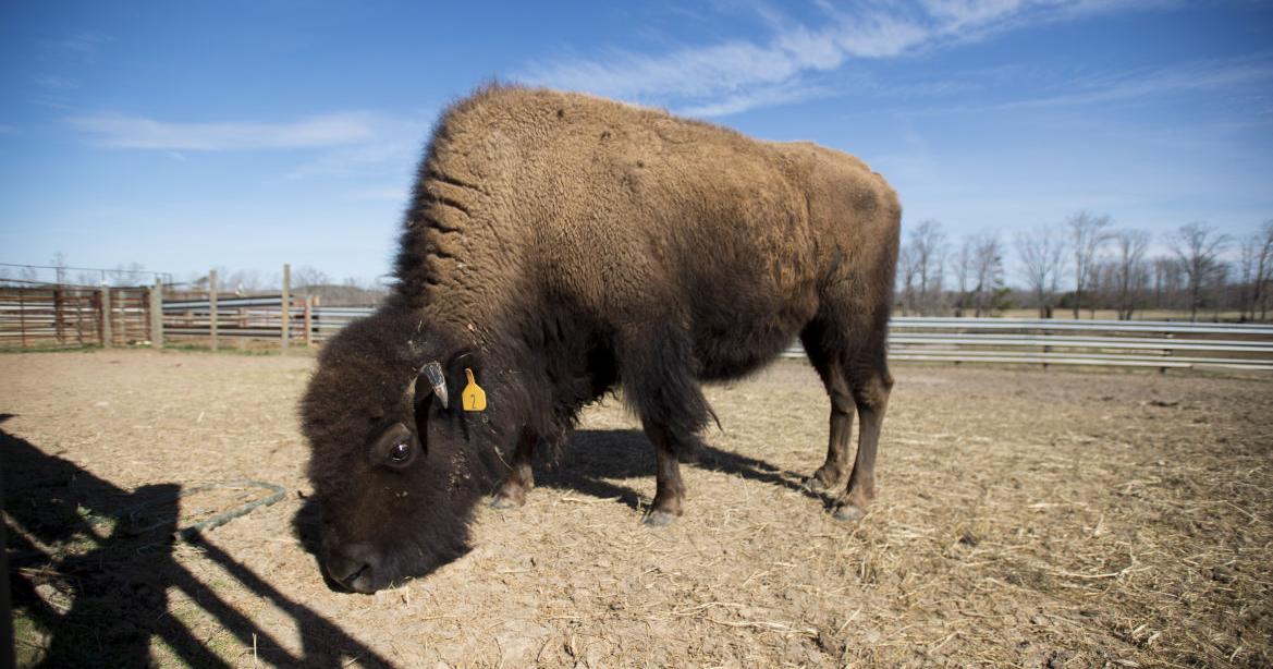 In Gladys, a farmer's bison herd supplies a niche market for meat