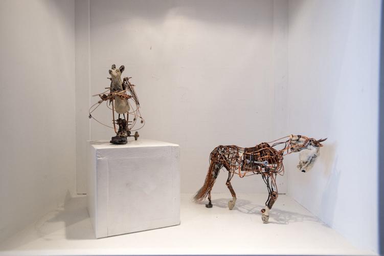 The wild art of Aggie Zed