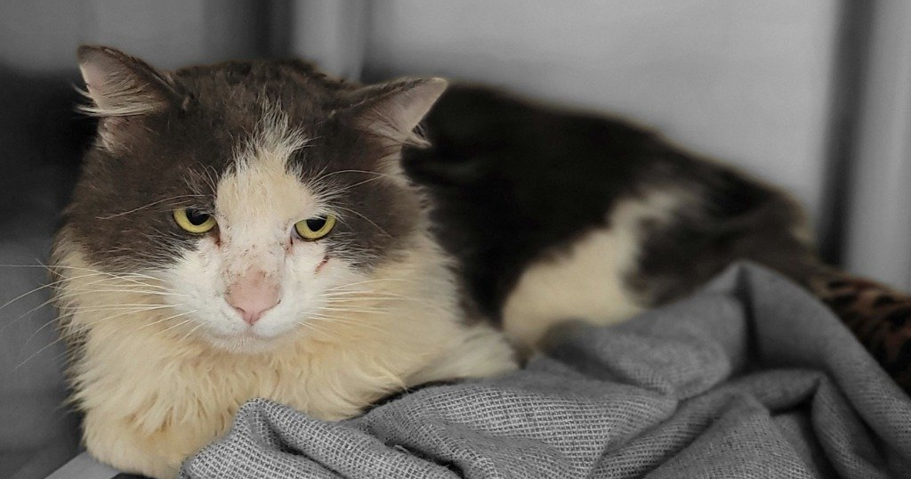 Cat of the week: Casey Jones