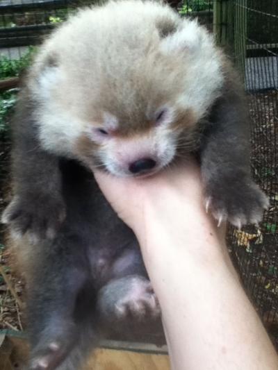 Red Panda born at Roanoke zoo