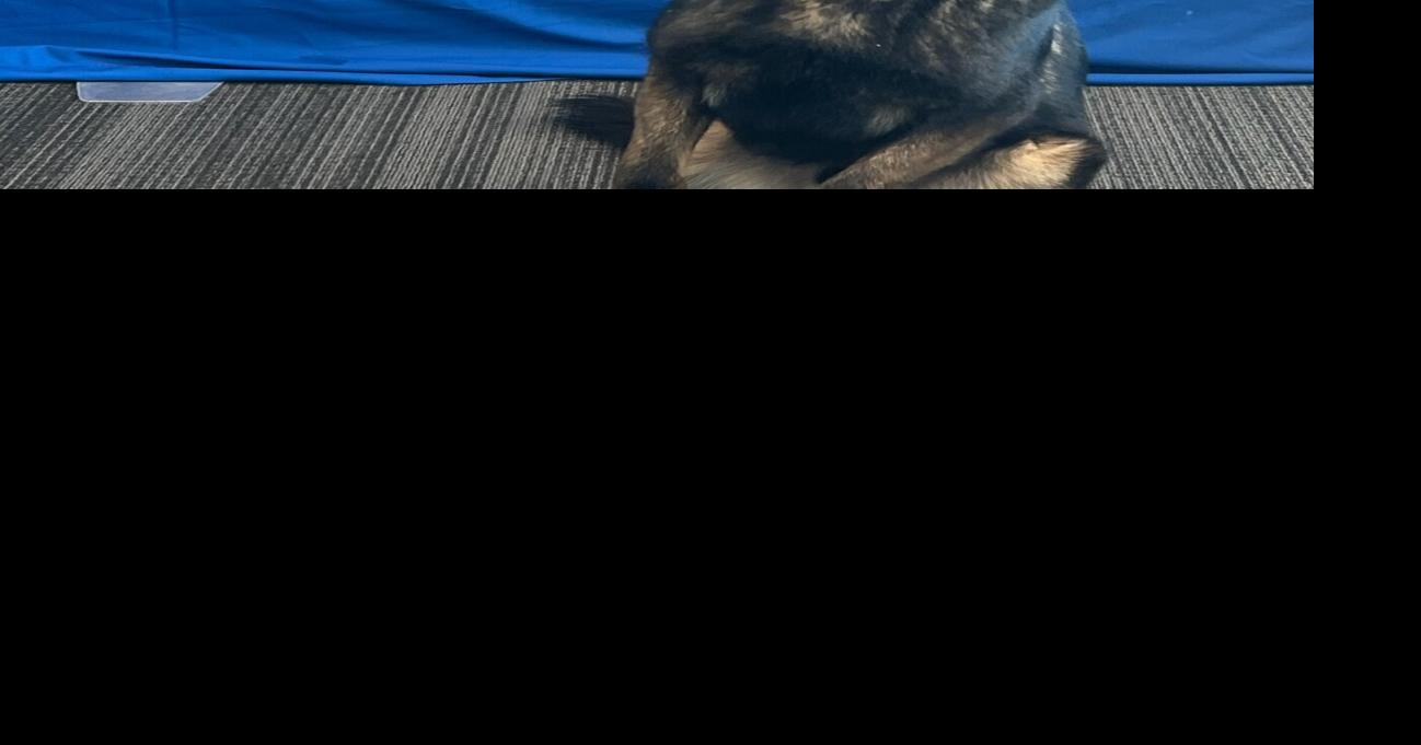 Nelson County Sheriff’s Office welcome two new K9s