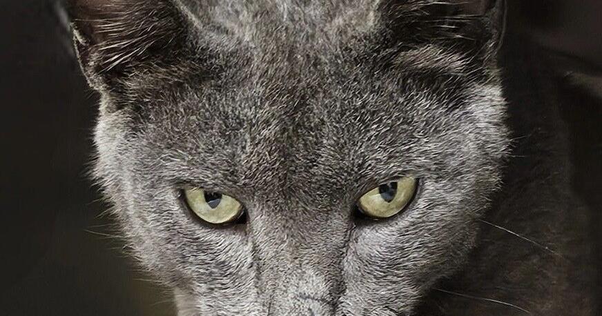 Cat of the week: Kota