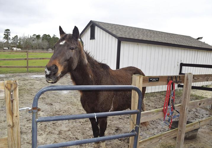 Wild Horse Ranch provides sanctuary for rescued horses | News ...