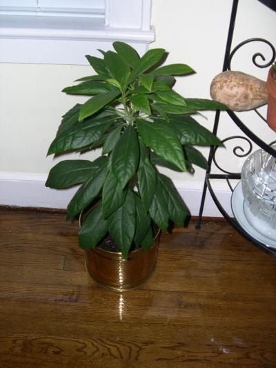 What is this Mystery Plant? | News | newsargus.com