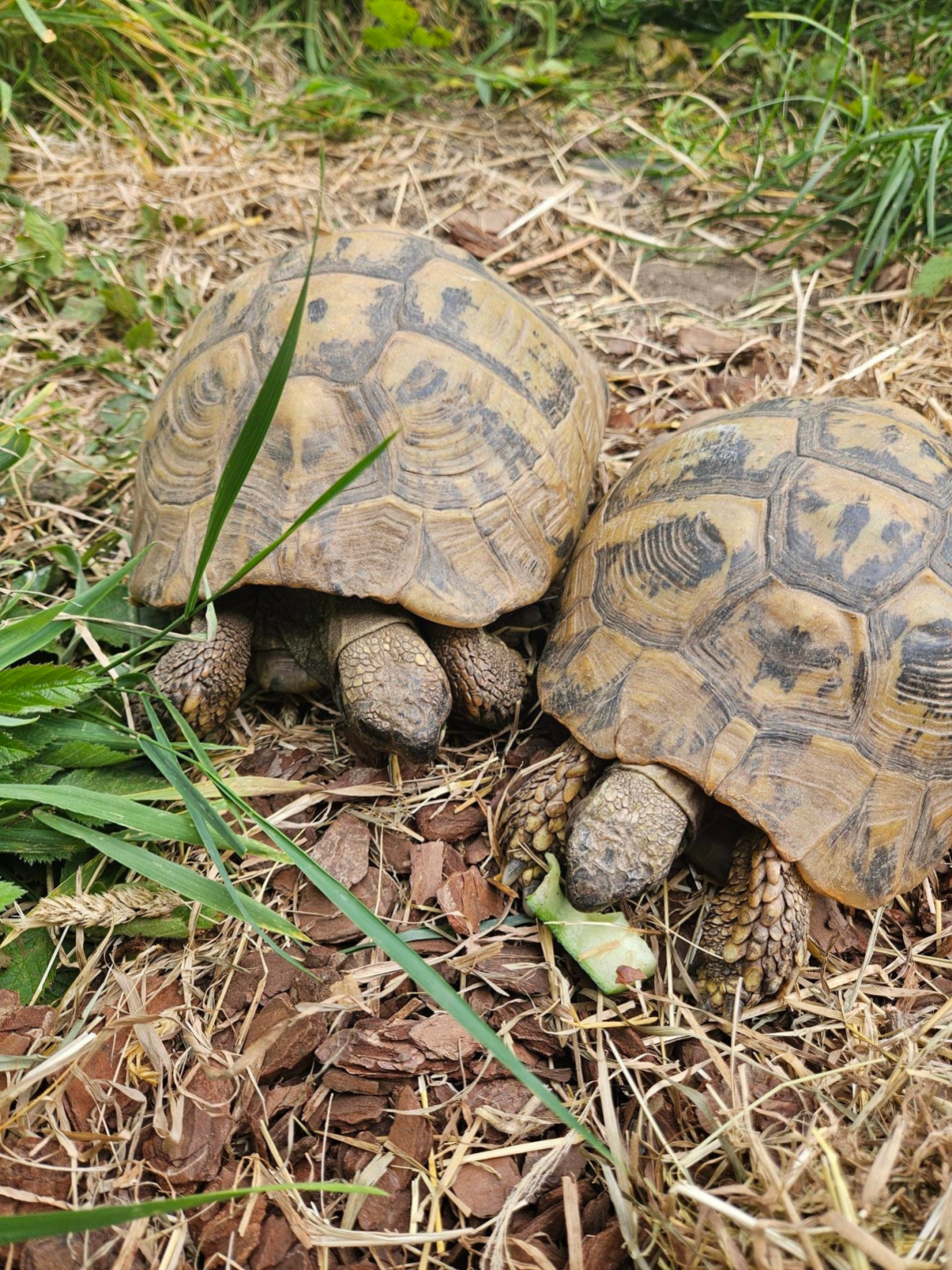 Tortoise missing for months found 300 meters away from home | National ...