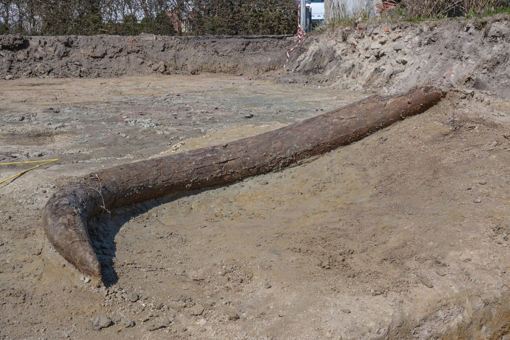 Ice Age woolly mammoth found likely butchered by hunters | National ...