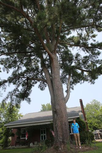 largest loblolly pine