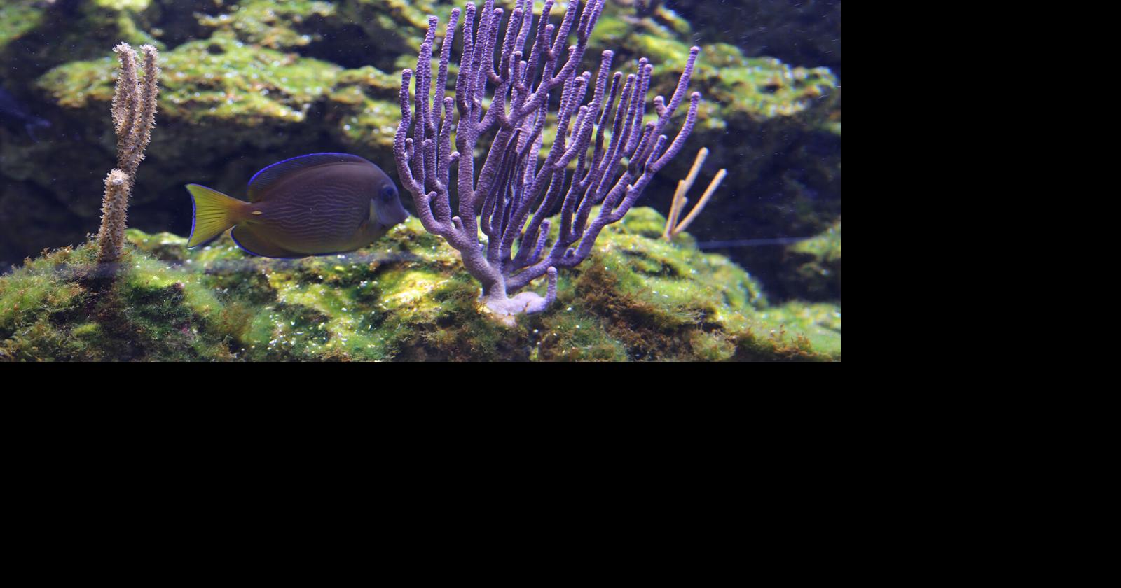 Newest aquarium habitat is stunning reminder of protecting coral reefs ...